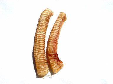 Dehydrated Lamb Windpipe (Large) – Heronview Raw and Natural
