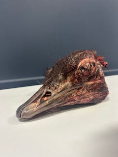 Ostrich Head Whole (Per Piece) – Heronview Raw and Natural